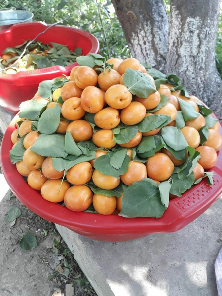 Ishonchli ko\\\'chatlar Bog\\\' barpo etish uchun