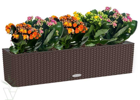 Комнатное растение - (Kalanchoe) - Голландское Каланхоэ