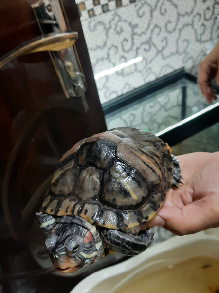 Черепаха  Сув Тошбақаси