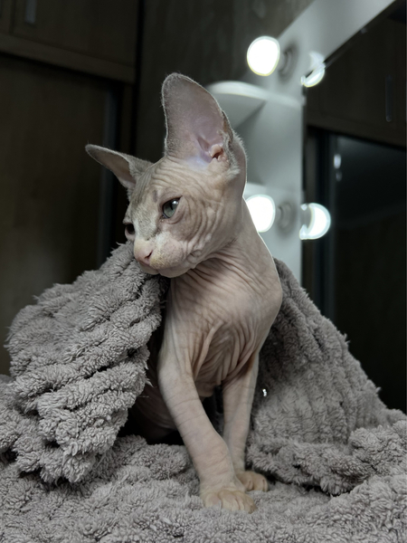 Котёнок сфинкс