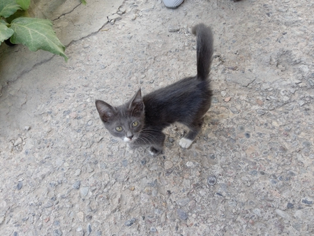 Котенок в хорошие руки