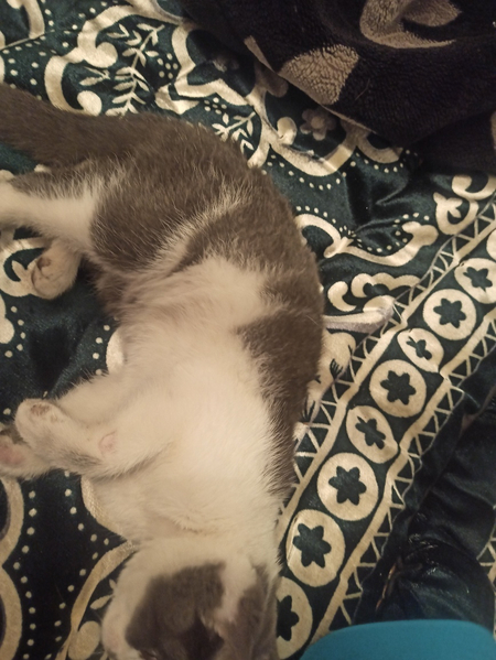 Котенок продается