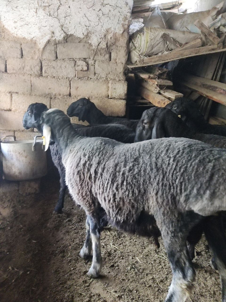 Qoylar sotiladi kelishilgan narxda