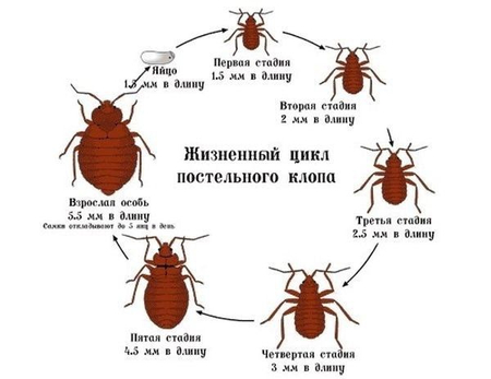 Клопы тараканы блохи мухи комары дезинфекция dezinfeksiya klapa burga