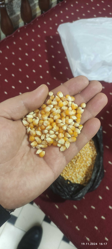Попкорм жухориси
