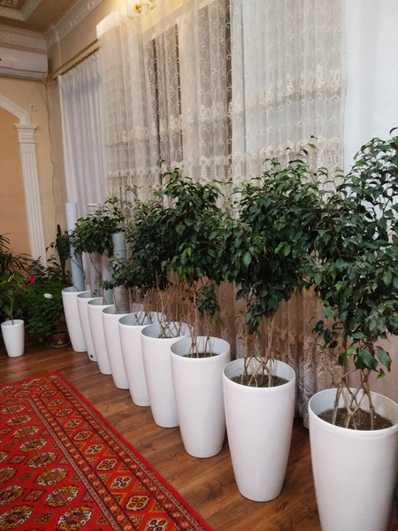 Фикусы разных сортов