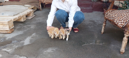 Продаются котята