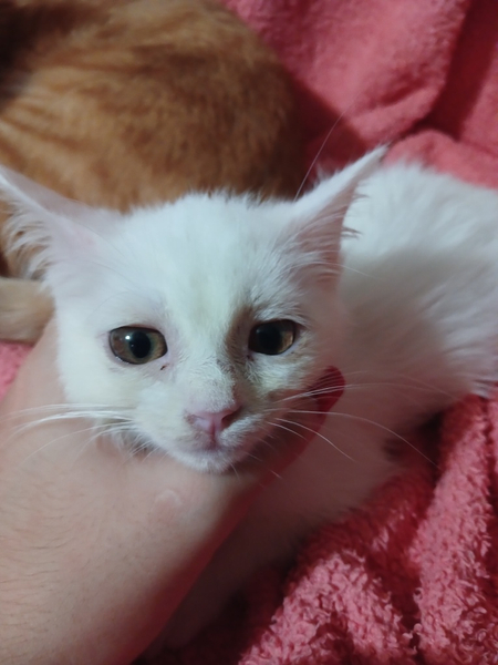 Белый котёнок мальчик, 3 месяца, добрый и ласковый