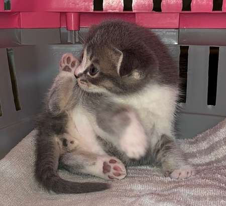 Шотландские вислоухие котята