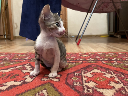 Кот, котенок, мальчик