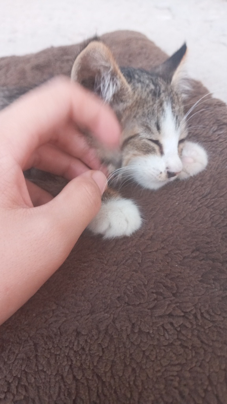 Mushuk bolasi hadyaga beriladi