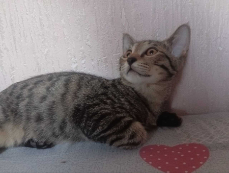Котёнок отдаем в хорошие руки