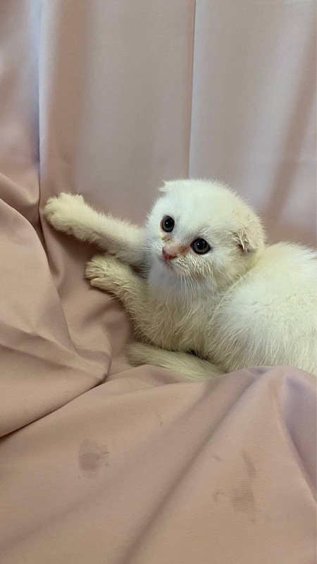 Скоттиш фолд котята