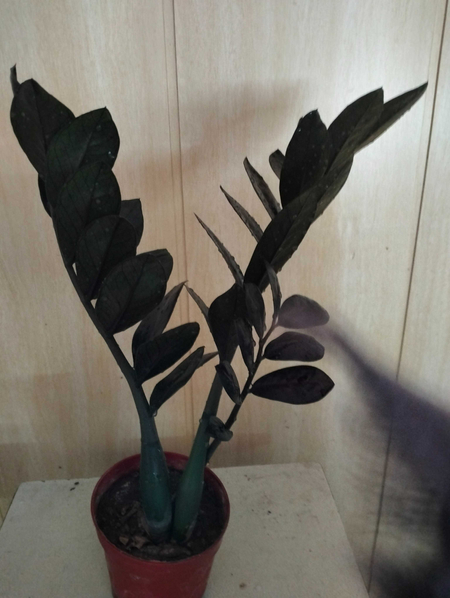Замиакулькас  черный