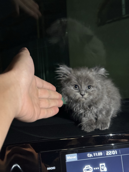 Кошка породистая