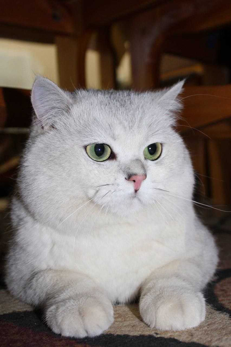 Продаются шикарные котята