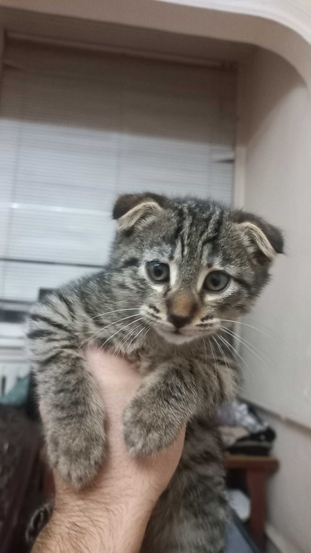 Scottish fold Mushuk sotiladi