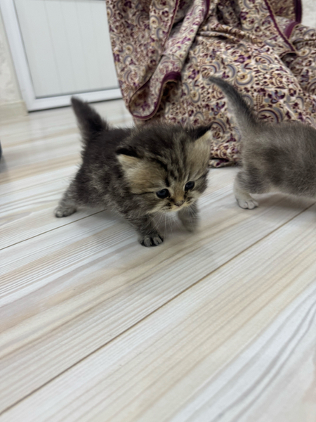 Котята смесь скоттиш фолд и шиншилла