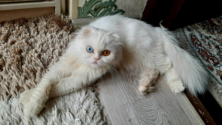 Продам необычного кота эксклюзив.