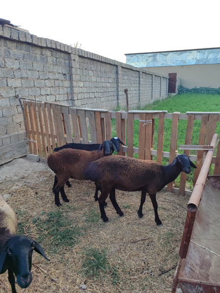 Qoylar urgochi 7 ta