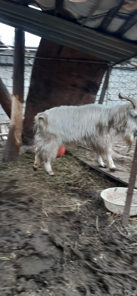 Продам хорошего козла!