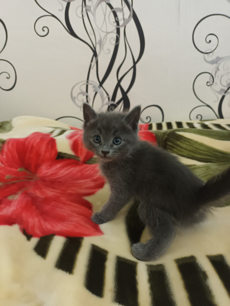 Отдадим котят в добрые руки!
