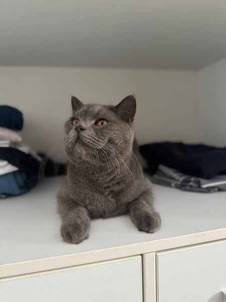 Вязка кота смотришь страйт
