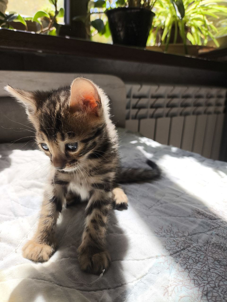 Бенгальские котята