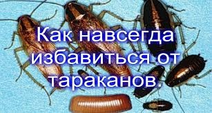 Dezinfeksiya Дезинсекция скидки на клопы ва суарака