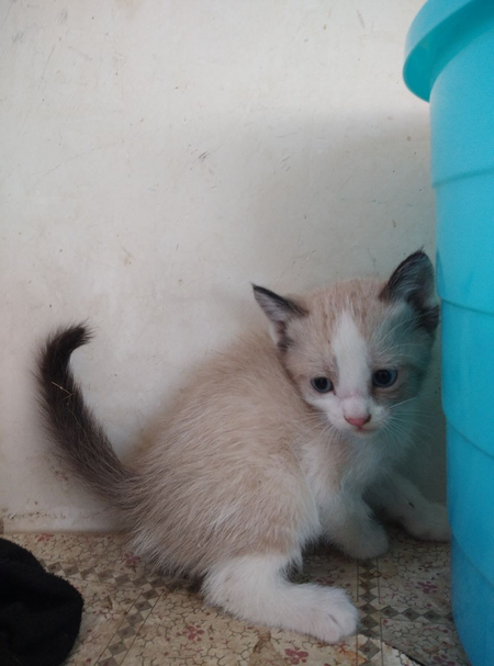 Продается сиамский котенок