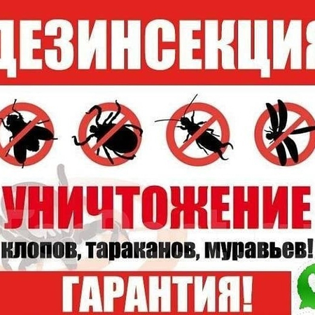 Дезинфекция от насекомых и грызунов