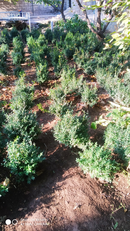Shamshod kõchati