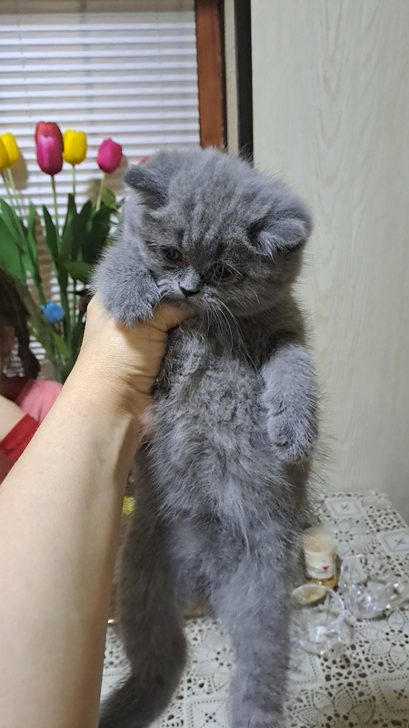 Продается британский мальчик