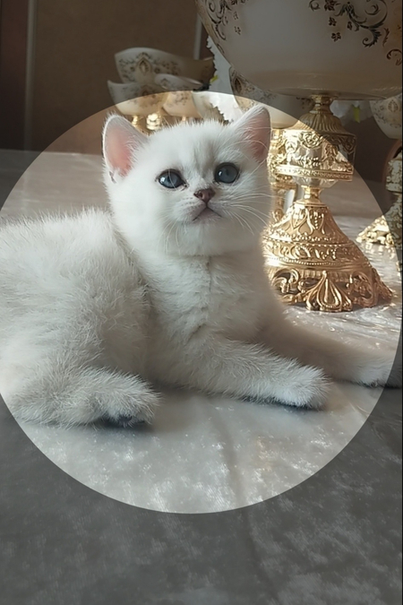 Сотилади Британский шиншилла чистокровный серебристый