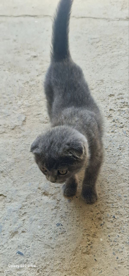 Продаются кошечки
