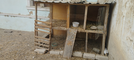 Katak sotiladi .