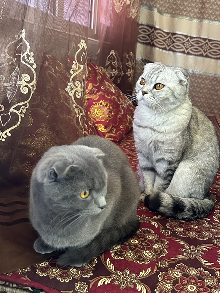 Продаются вислоухие кошки