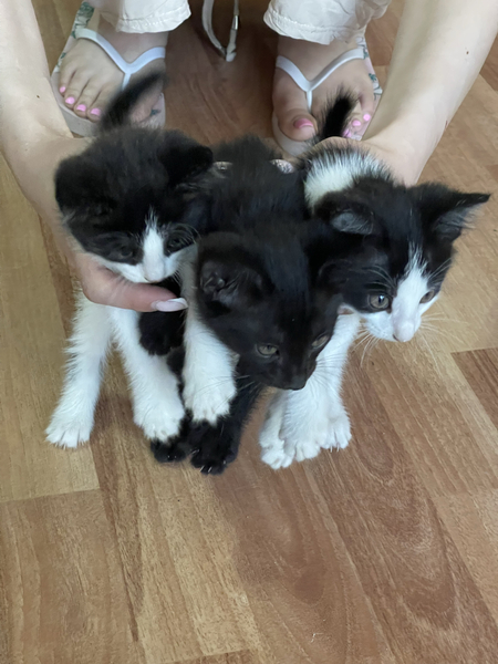 Котята даром