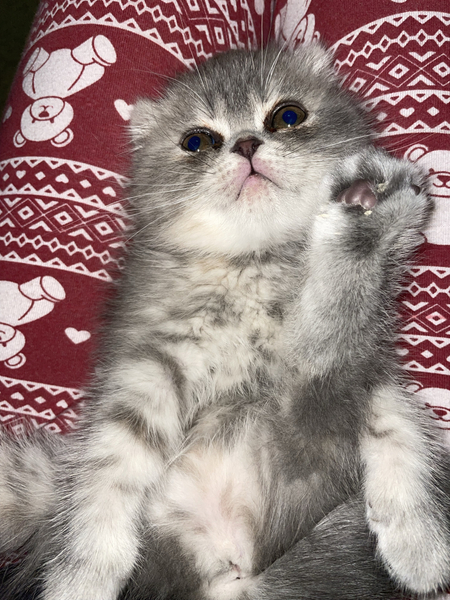 Веслоухий котенок