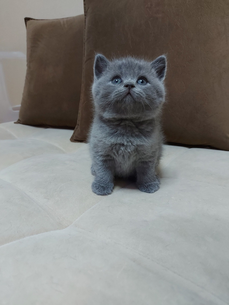 Чистокровные котята скоттиш-страйт
