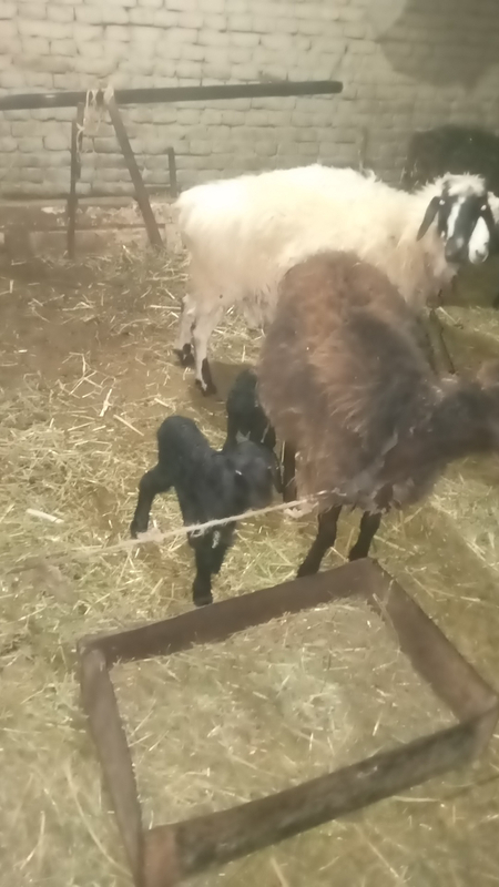 Hisori Surxon ona bacha sotiladi