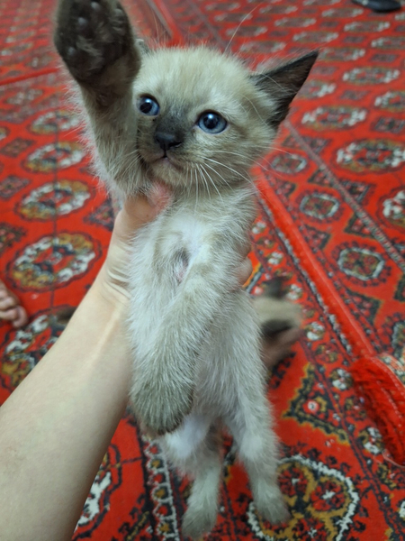 Кошки сиямские породистые