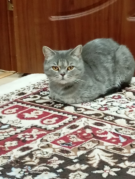 Muwuk sotiladi srocna