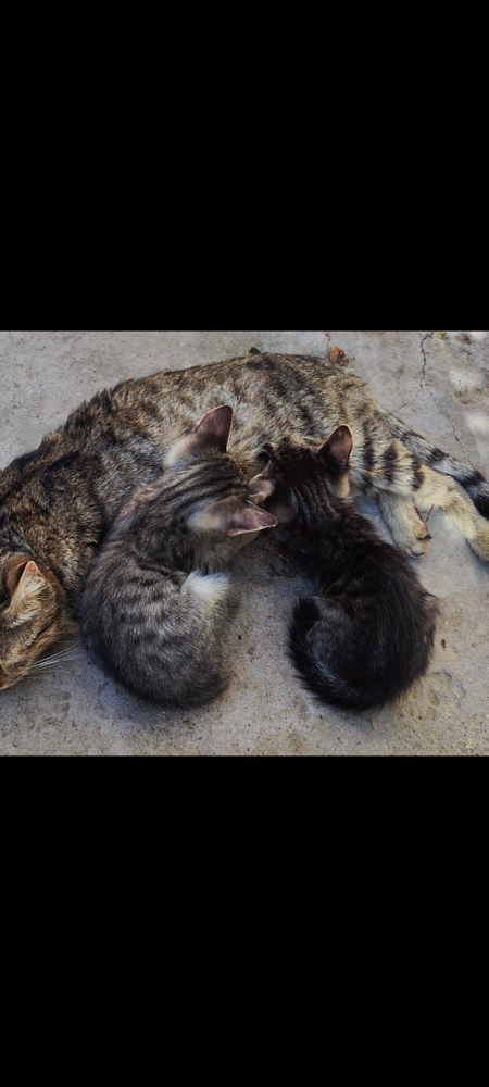 Котёнок мальчик, только в ответственные руки