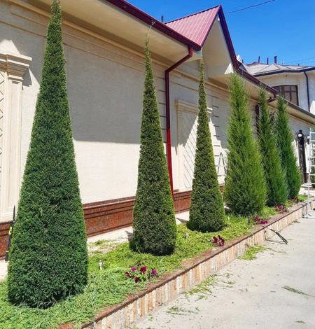 Archa kòchatlari