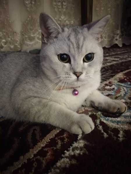 Британские серебристи Шиншила