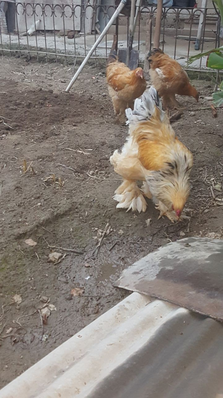 Sotiladi brama oyla
