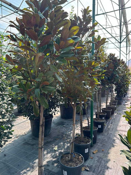 Магнолия крупноцветковая  - Magnolia grandiflora 'Alta Fusto'