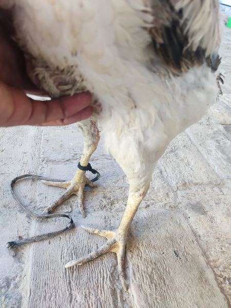 1 yosh mokiyin sotuvda yirik bola olaman deganlar uchun