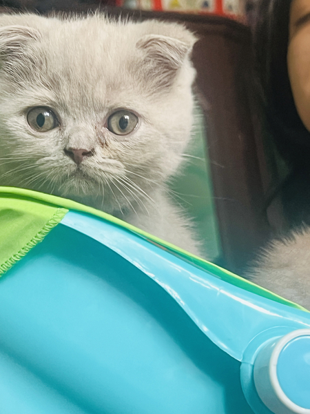 Котенок девочка